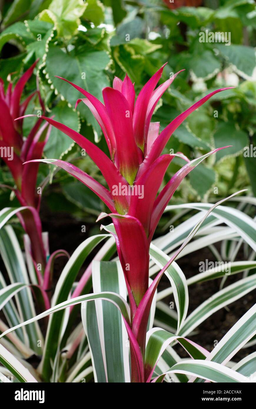 Bromeliad plant (Guzmania 'Purple and Stripes'). Photographed in the ...