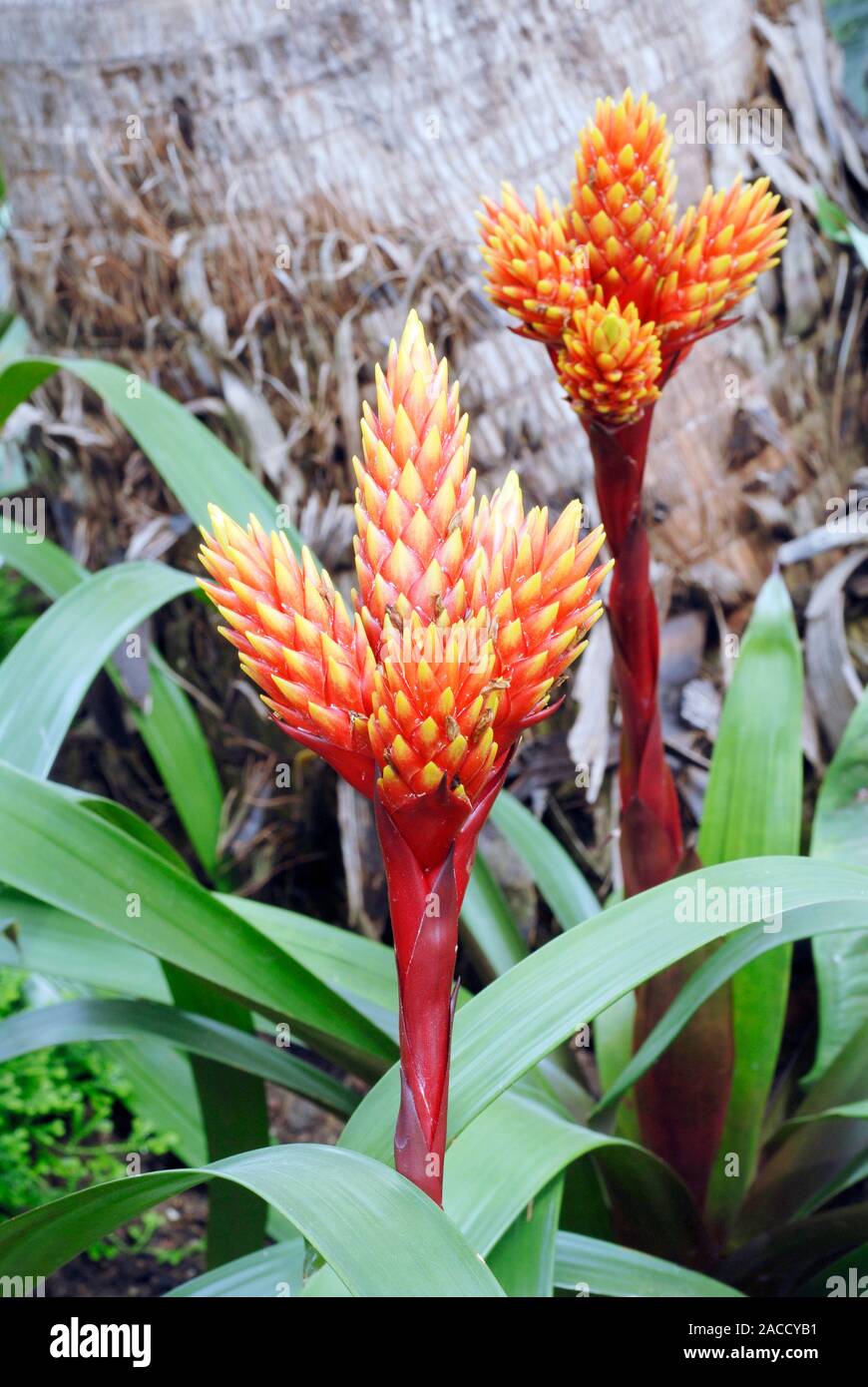 Guzmania flowers (Guzmania 'Graaf Van Hoorn'). Photographed at RHS ...