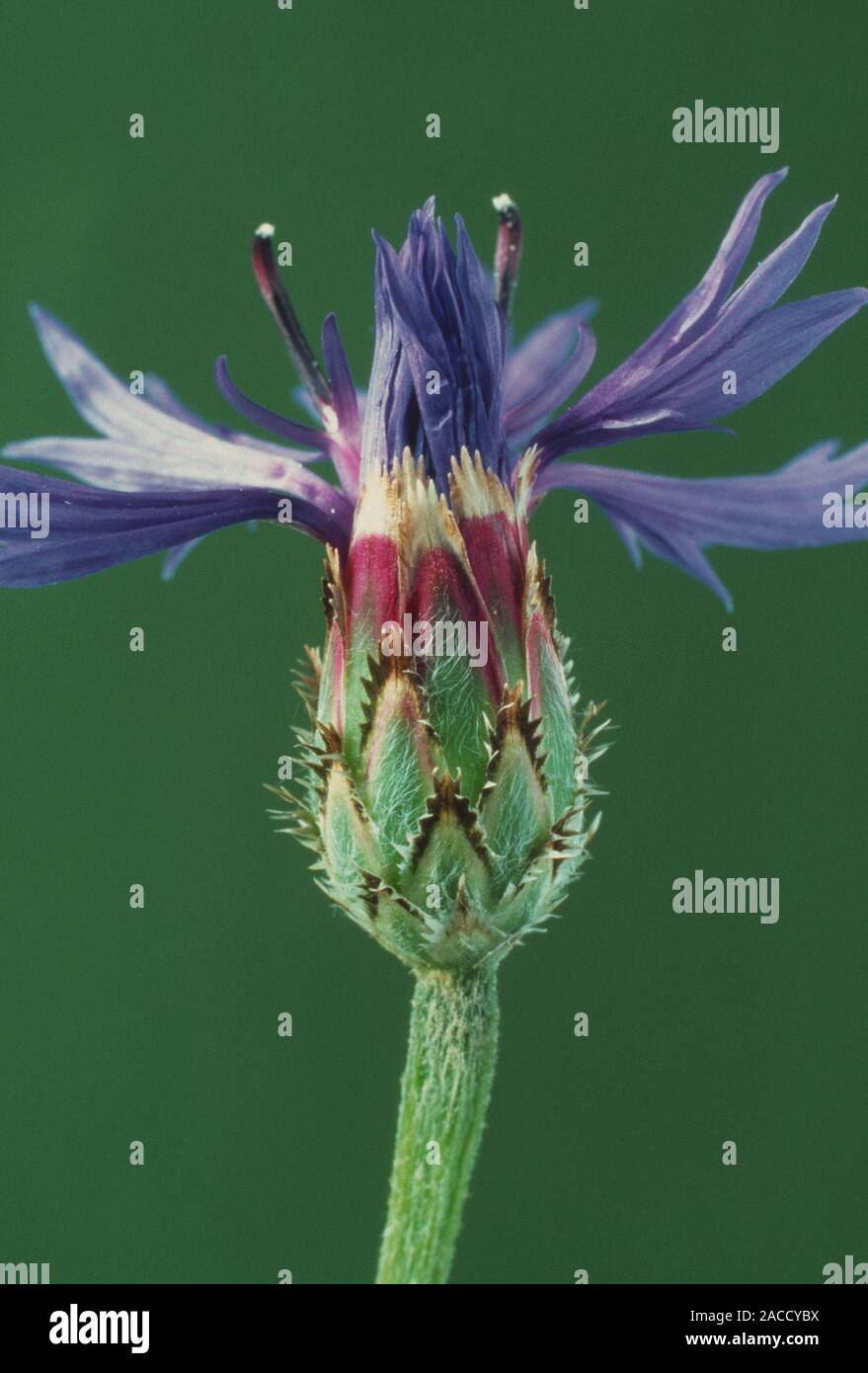 Stamens emerging in the wild cornflower, Centaurea cyanus. This flower ...