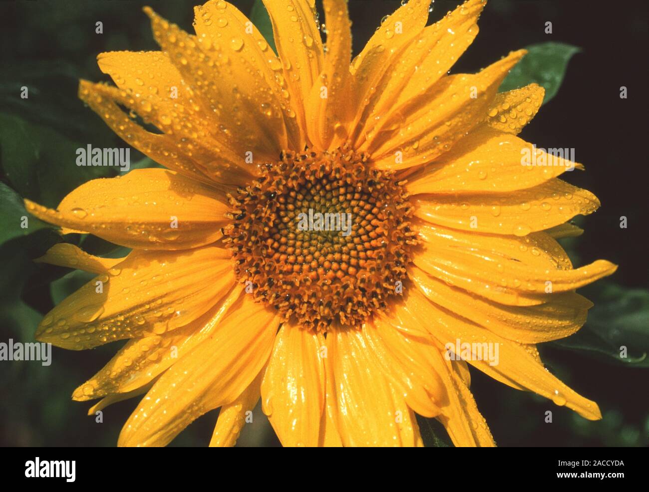 Sunflower head. Flower head of a sunflower (Helianthus annuus). The ...