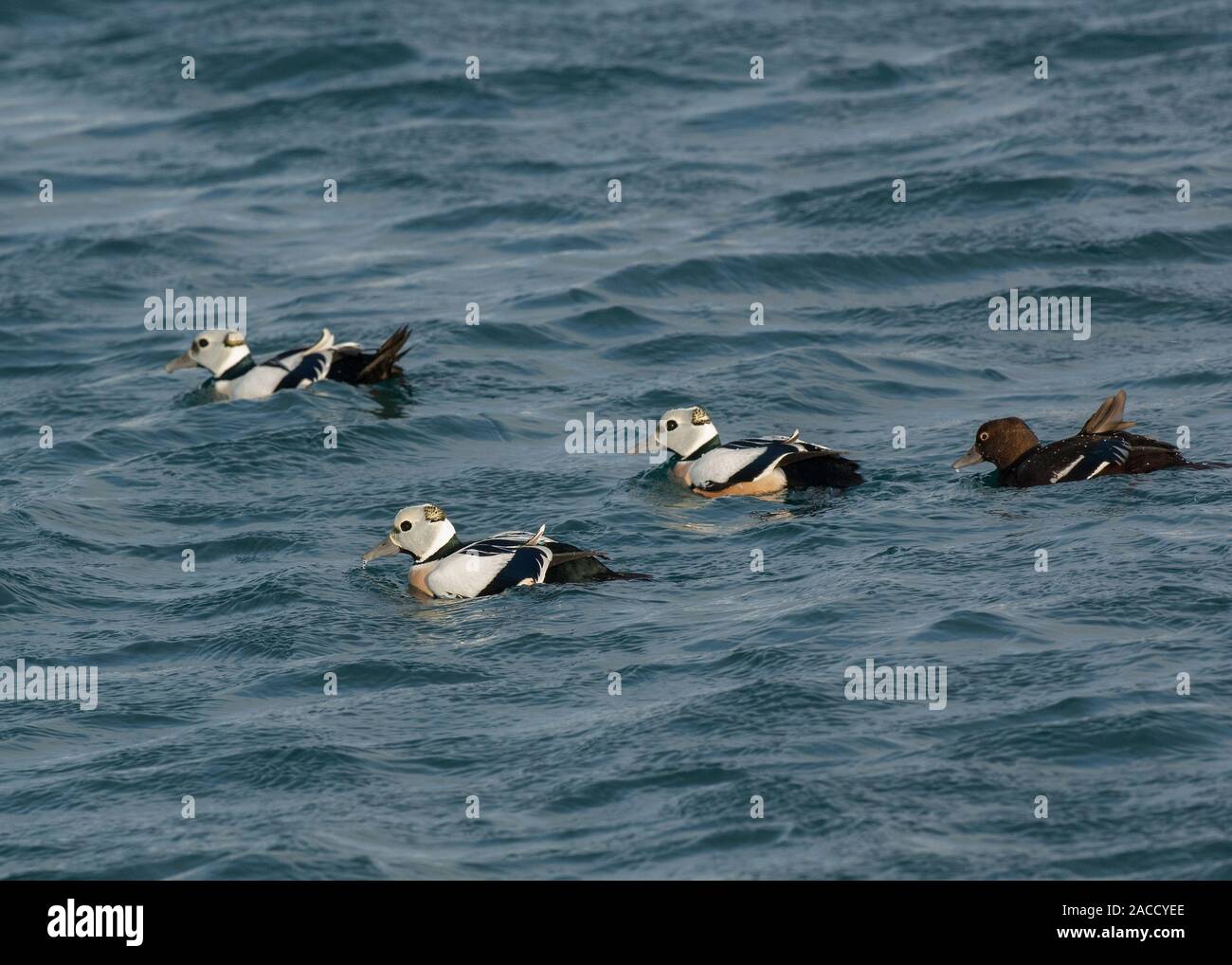 Eider Stellers (Polysticta stelleri), male and female swimmig ...