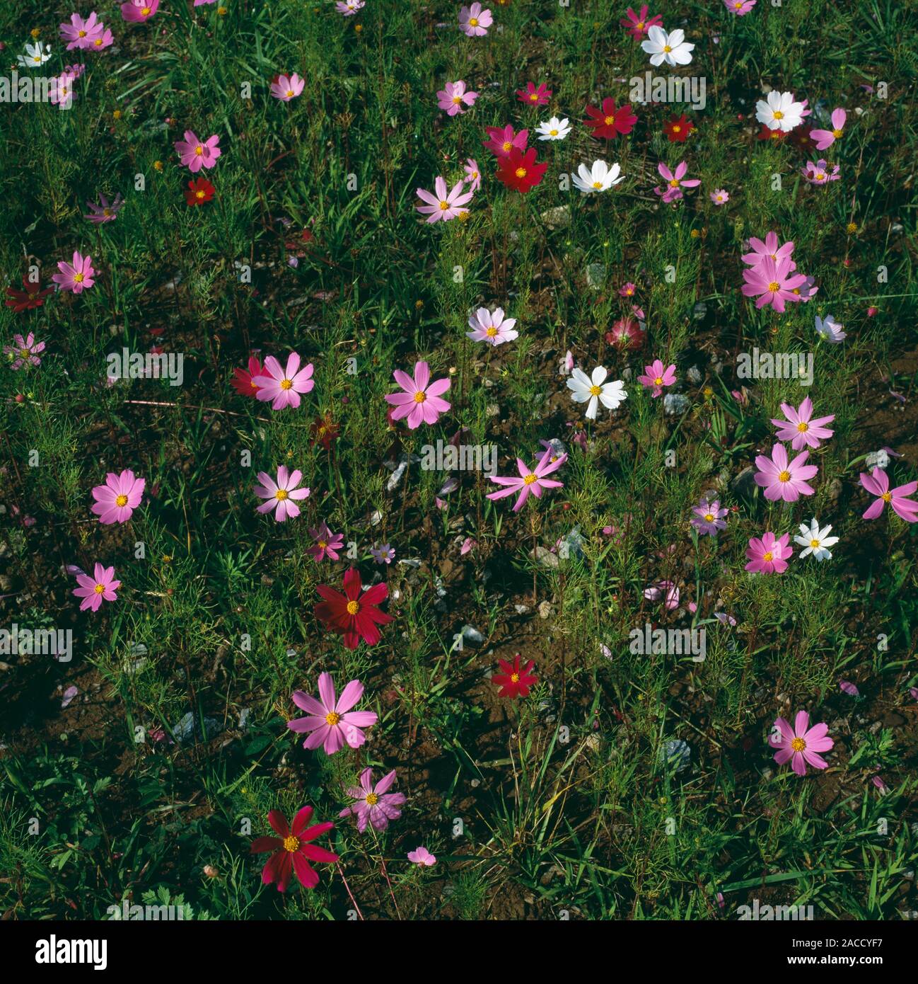 Cosmos flowers. Cosmos (Cosmos sp.) is a member of the daisy family (Asteraceae, formerly ...