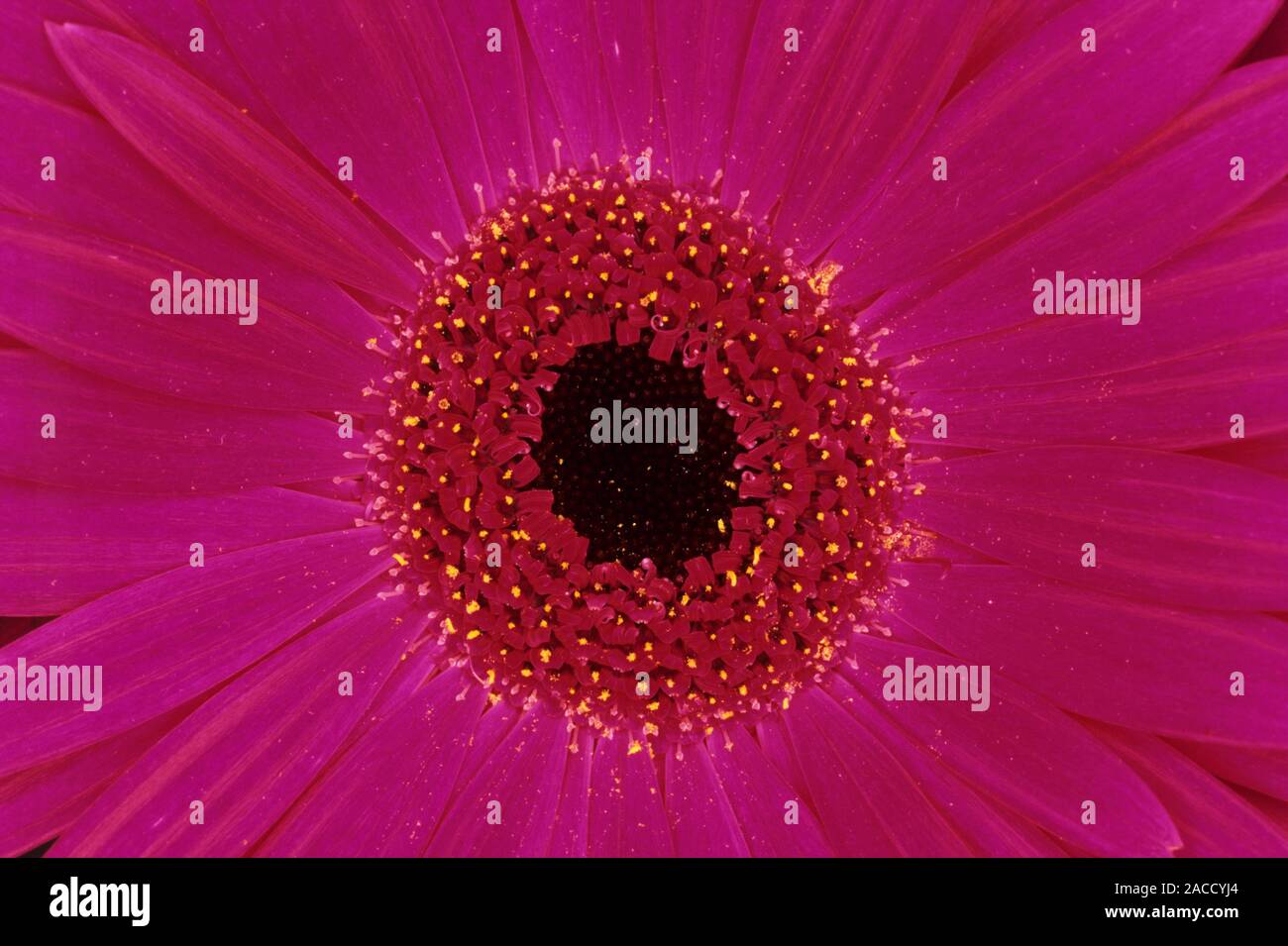 Barberton daisy (Gerbera jamesonii). This perennial is also known as a ...