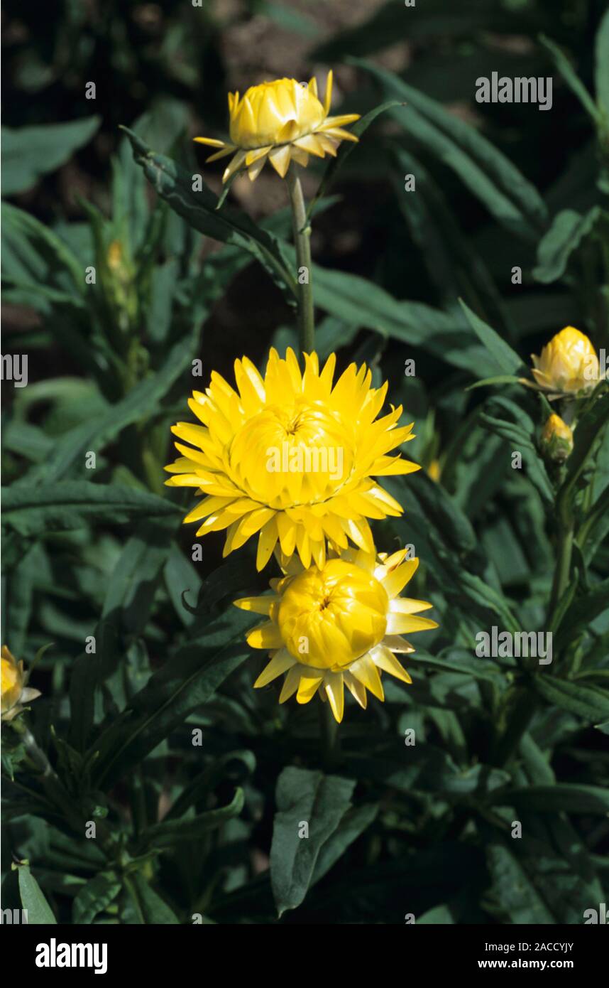Straw flower (Helichrysum 'King Size Lemon' Stock Photo - Alamy