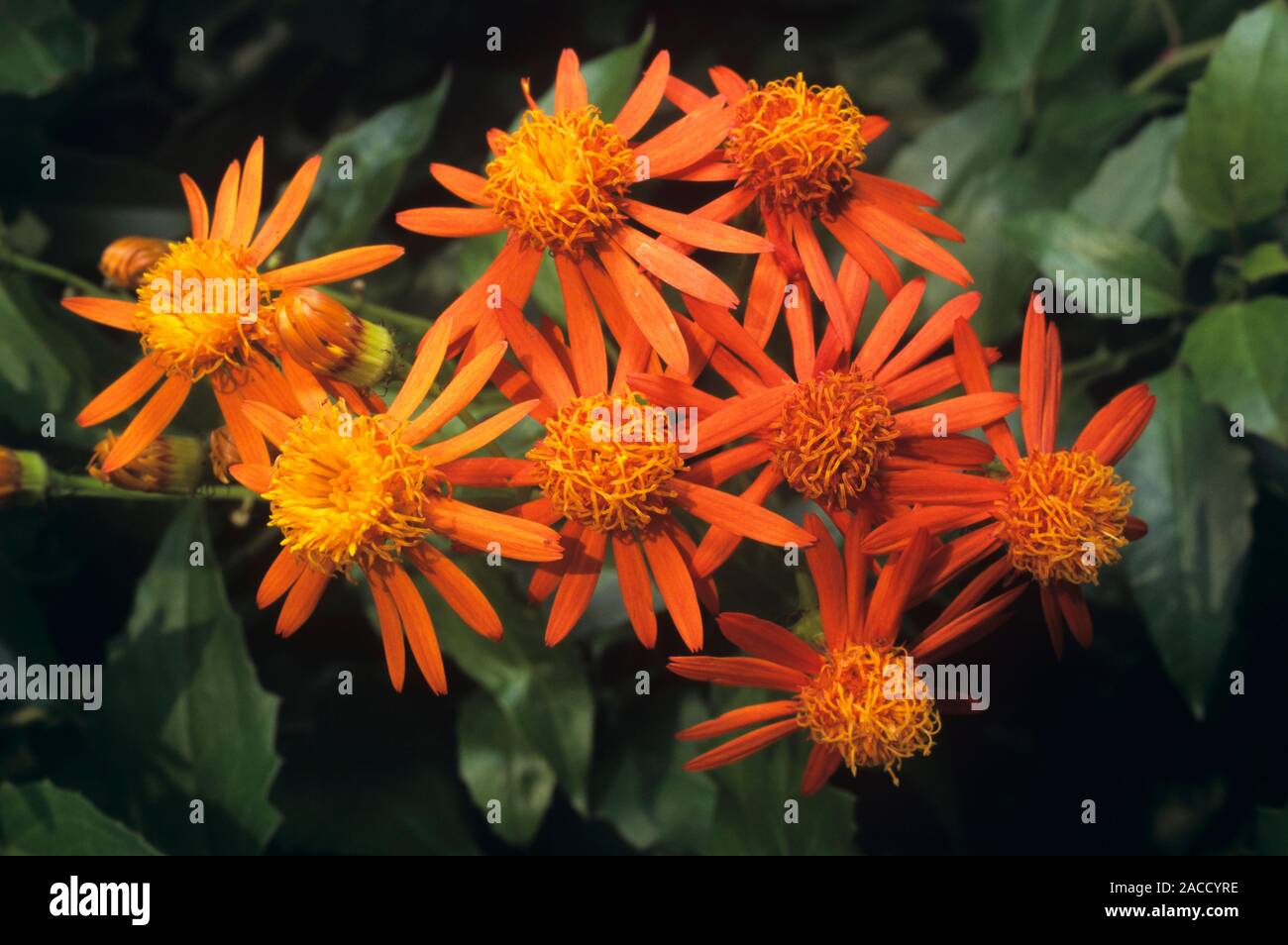Mexican flame vine (Senecio confusus) in flower. This rapidly-growing ...