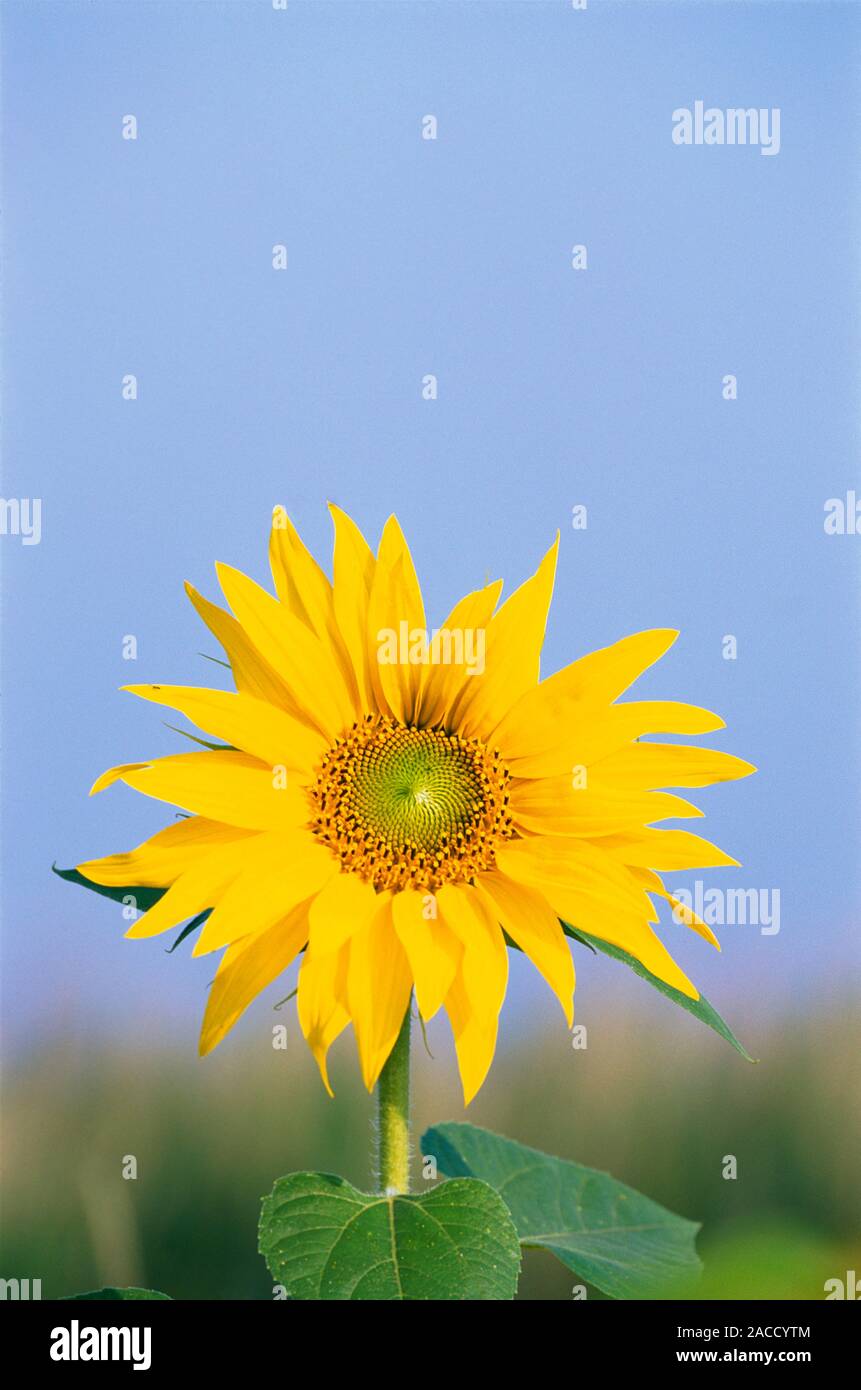 Sunflower (Helianthus sp Stock Photo - Alamy