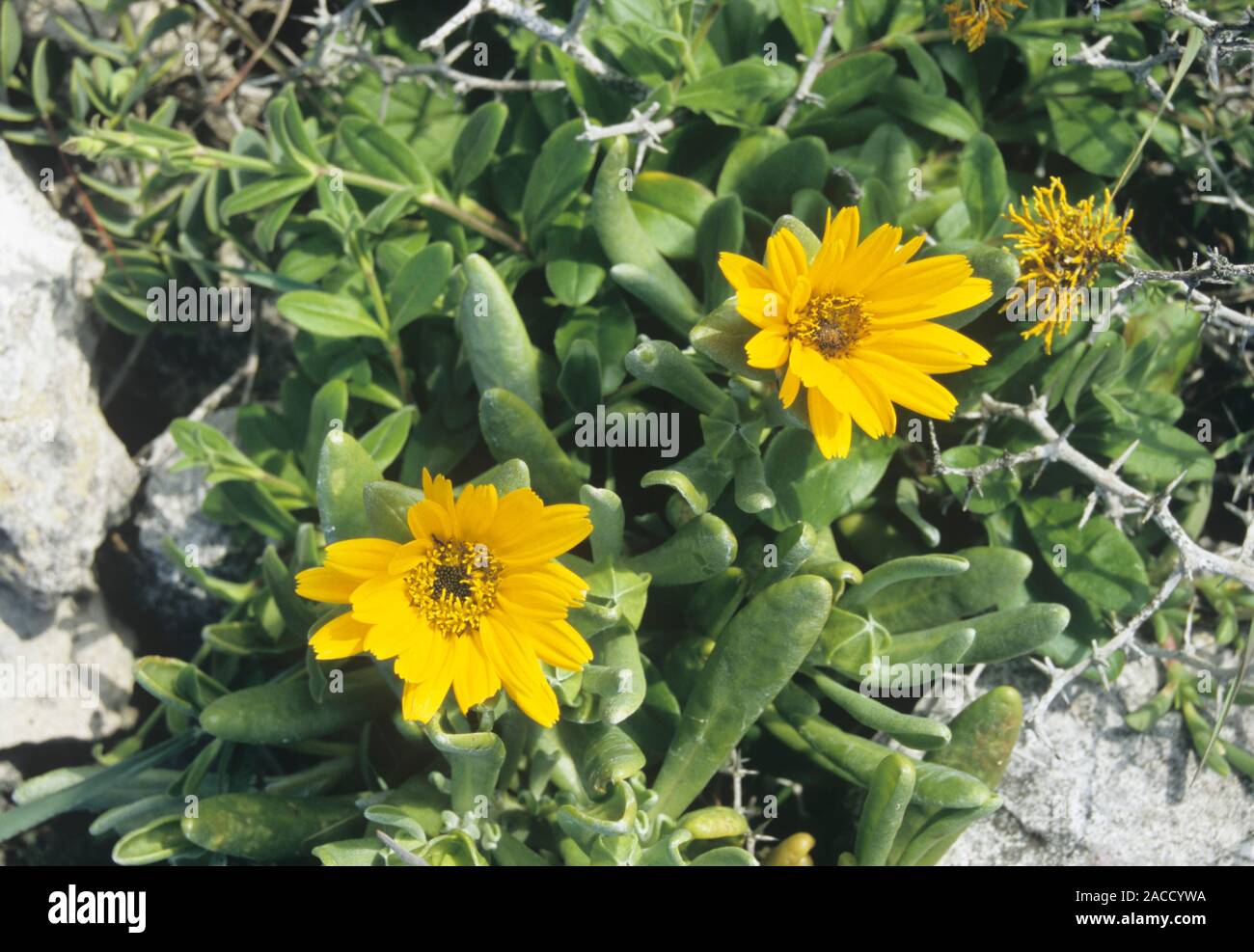 Dune salad thistle flowers (Didelta carnosa). Photographed at the West ...