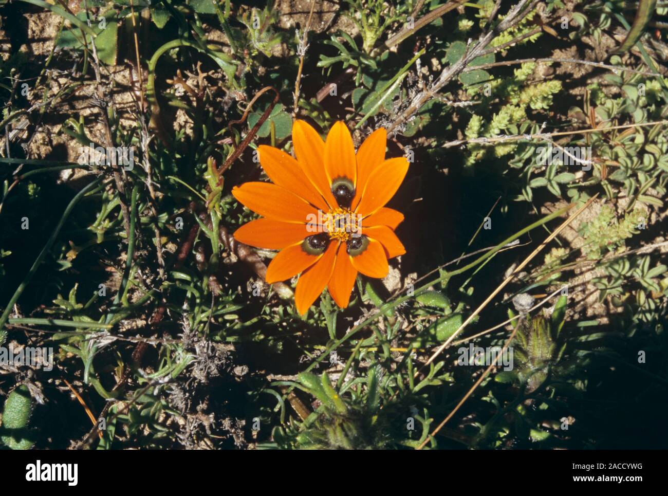 Beetle daisy flower (Gorteria diffusa). Photographed east of ...