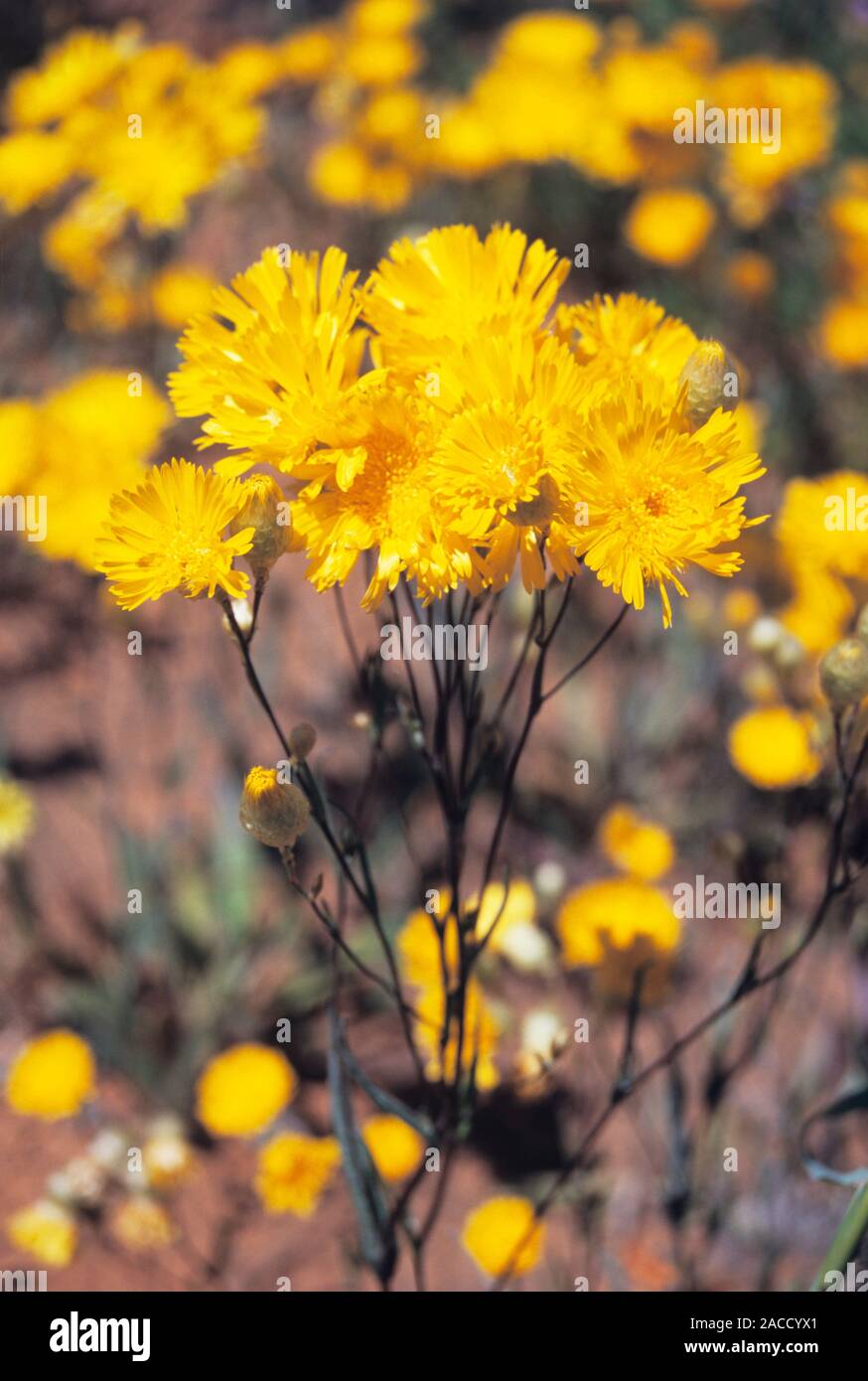 Bright Podolepis flowers (Podolepis canescens). Photographed in Western ...