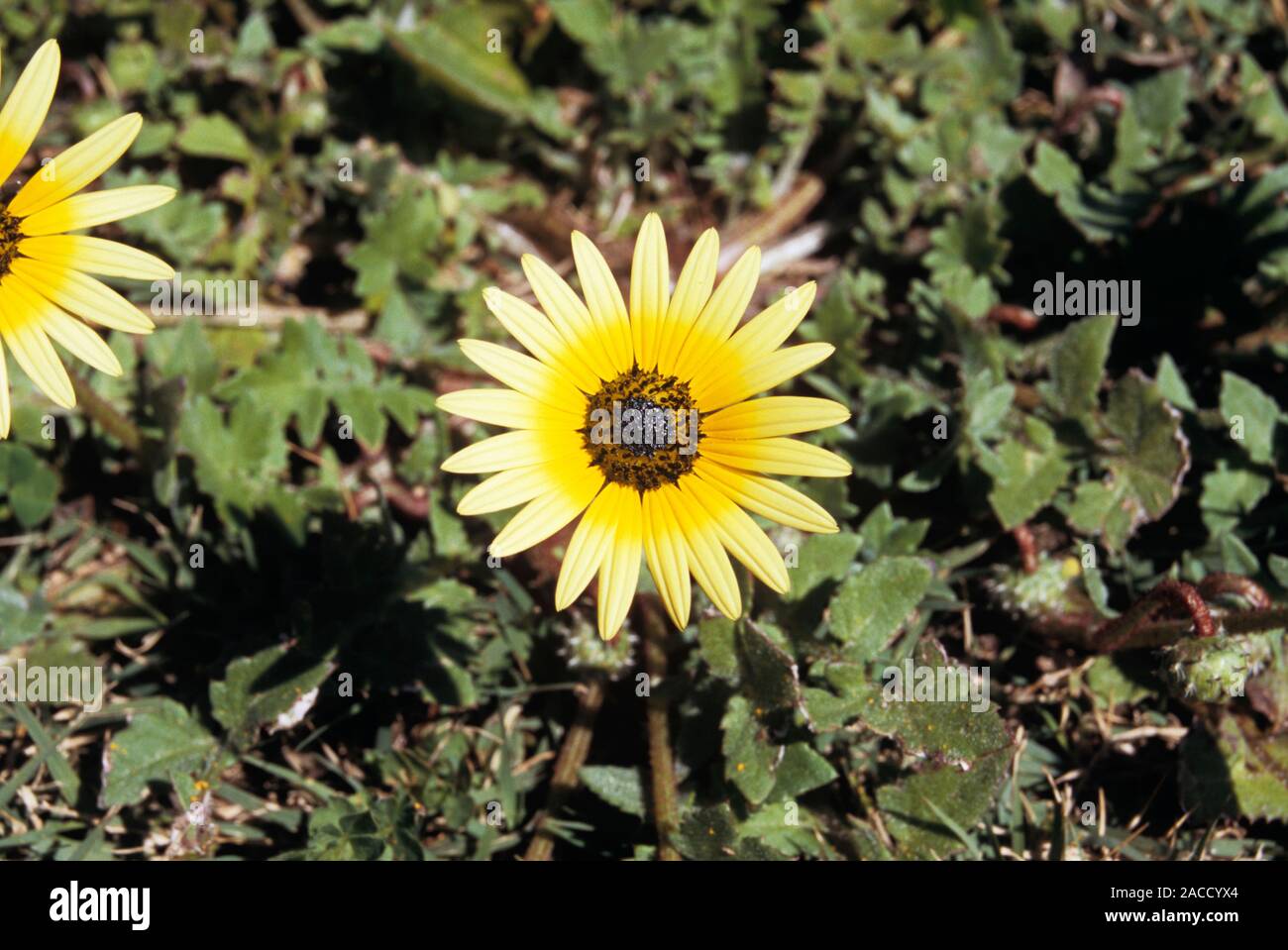 Capeweed flower (Arctotheca calendula). This flower was introduced to ...