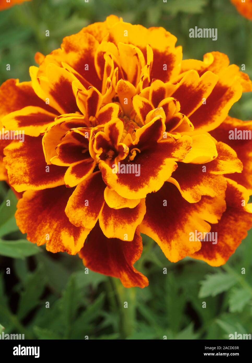 Marigold (Tagetes 'Bonanza Flame') flower Stock Photo - Alamy