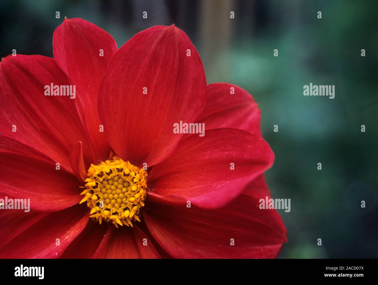 Dahlia flower (Dahlia sp.), dwarf hybrid. Dahlias are ornamental ...