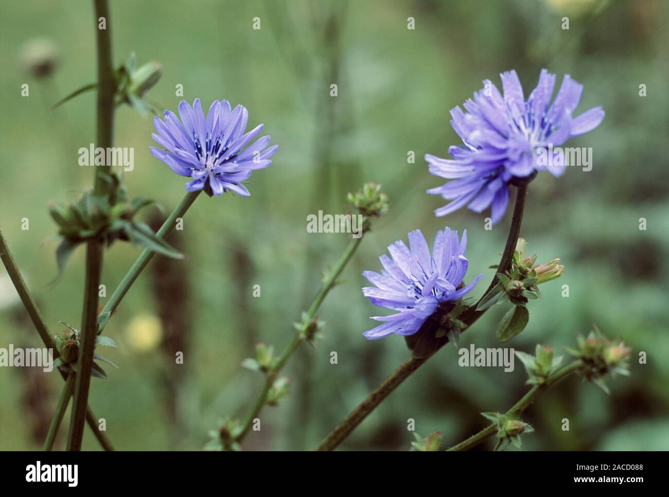 Chicory flowers (Cichorium intybus). This plant is native to Eurasia ...