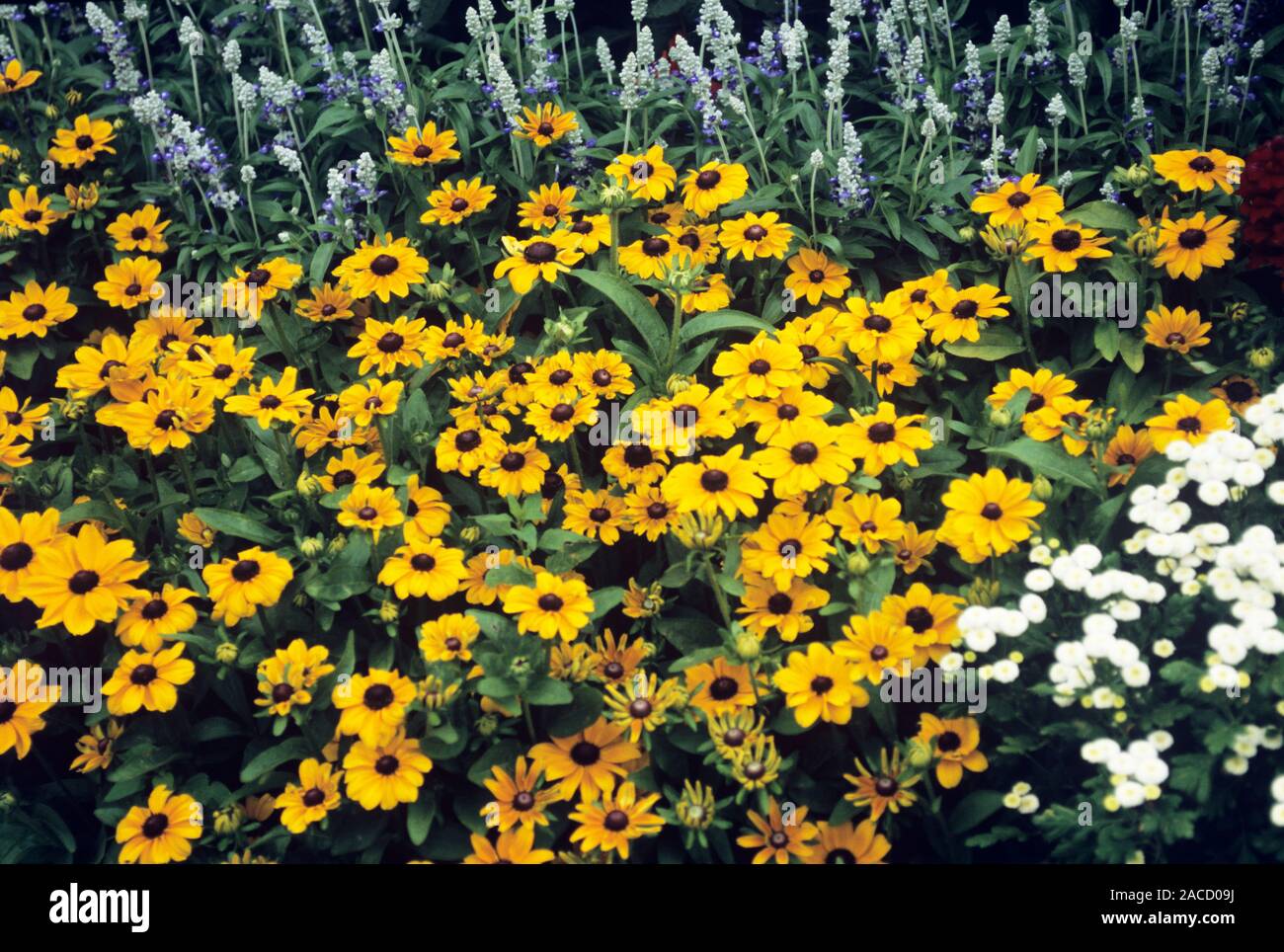 Black-eyed Susan flowers (Rudbeckia hirta 'Marmalade' Stock Photo - Alamy