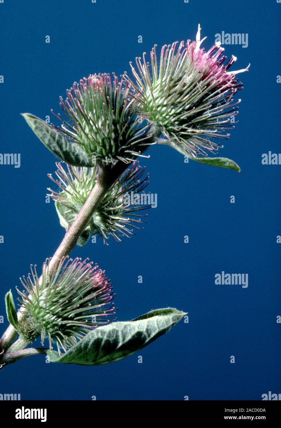 Lesser burdock flowers (Arctium minus Stock Photo - Alamy