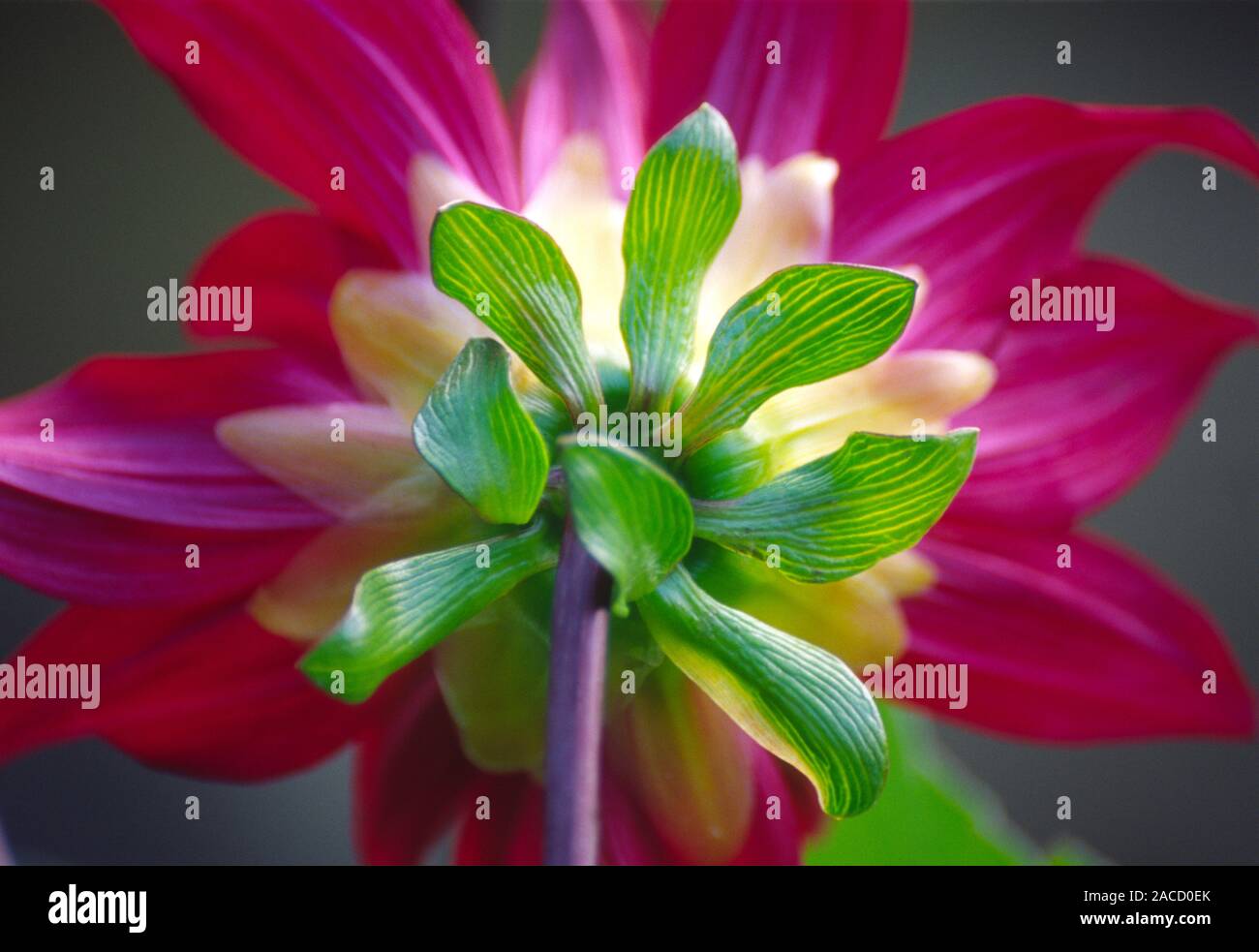 Dahlia flower (Dahlia cultorum) underside and peduncle (stalk Stock ...