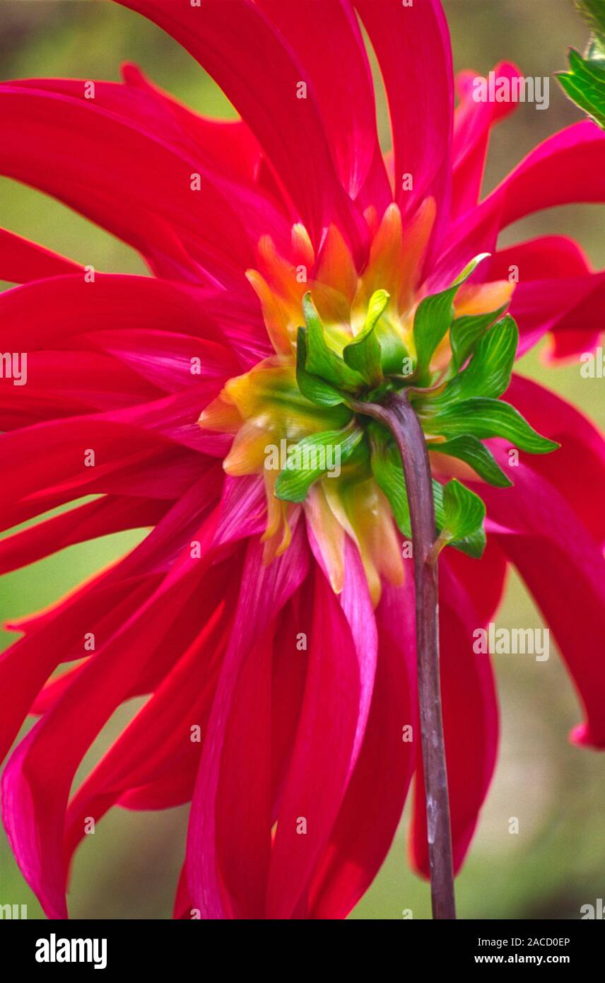 Dahlia flower (Dahlia cultorum) underside and peduncle (stalk Stock ...