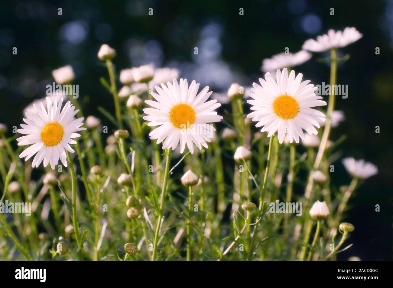 Shasta daisy (Leucanthemum 'Filigran') flowers Stock Photo - Alamy