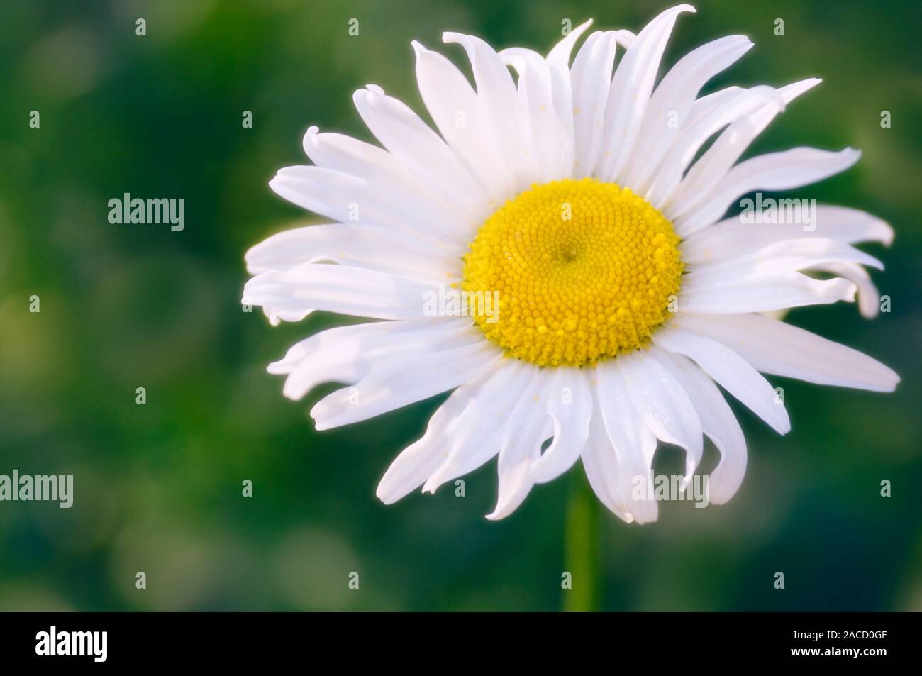 Shasta daisy (Leucanthemum 'Filigran') flower Stock Photo - Alamy