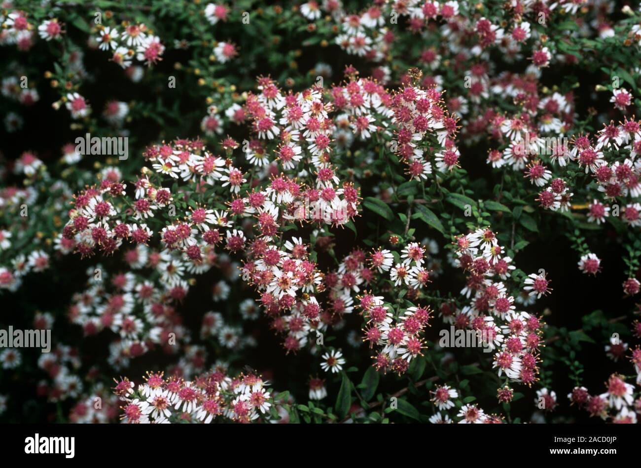 Calico aster flowers (Aster lateriflorus 'Horizontalis' Stock Photo - Alamy