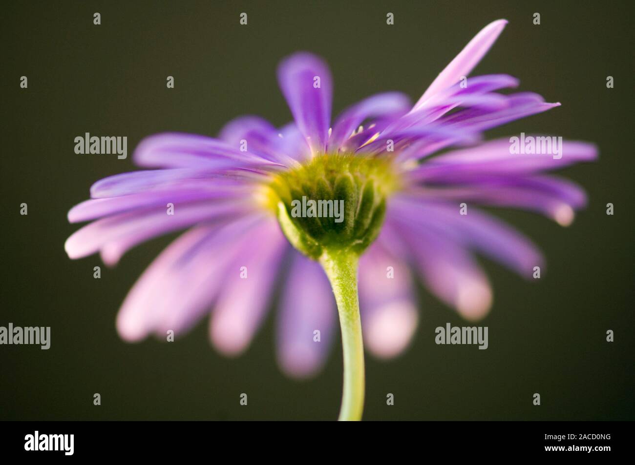 Swan river daisy (Brachycome iberidifolia). Photograph of the underside ...