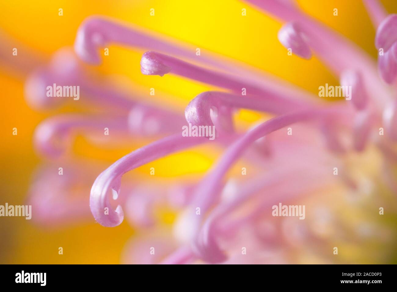 Spider chrysanthemum flair (Chrysanthemum hybrid). The flower of this ...