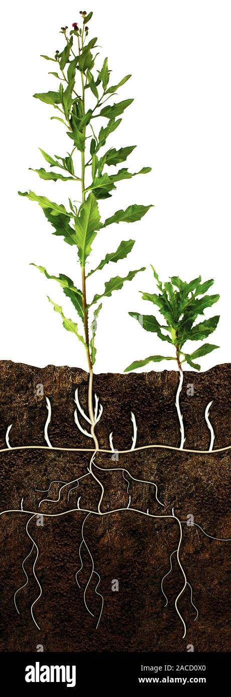 Creeping thistle. Computer artwork of a creeping thistle plant (Cirsium ...