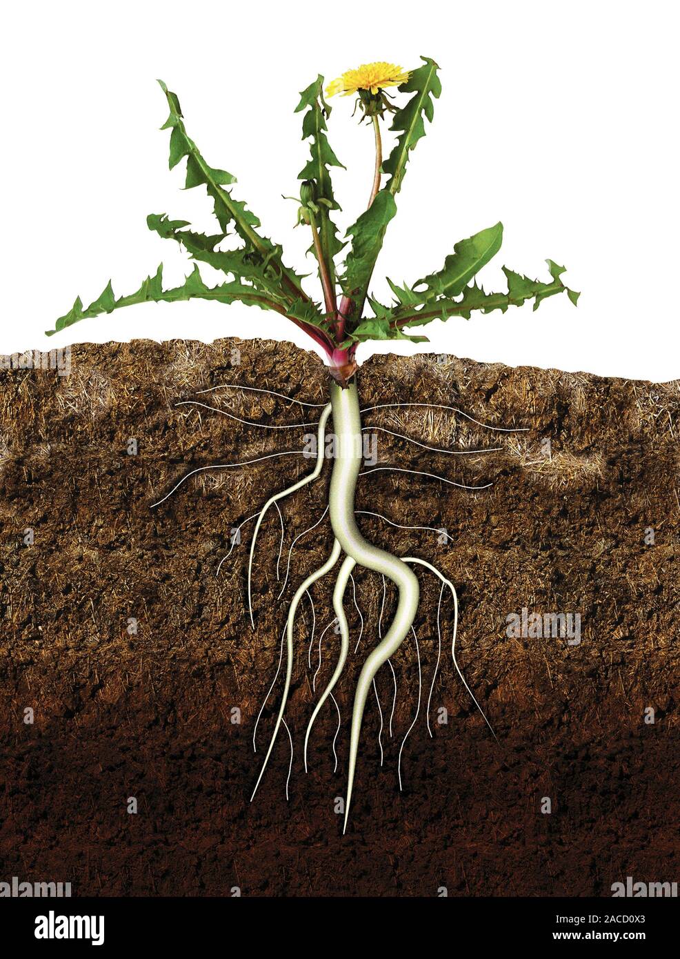 Dandelion. Computer artwork of a dandelion plant (Taraxacum vulgare ...