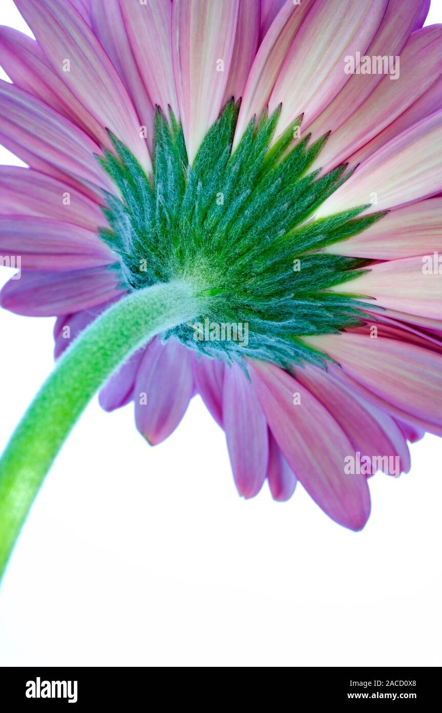 Gerbera (Gerbera sp.). Underside of flower showing the sepals (green ...