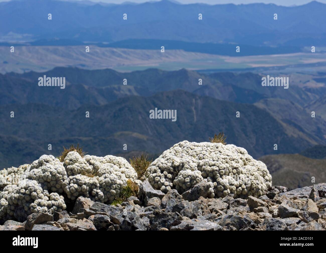 Vegetable sheep plant (Haastia puvinaris) growing at 1350 metres in the ...