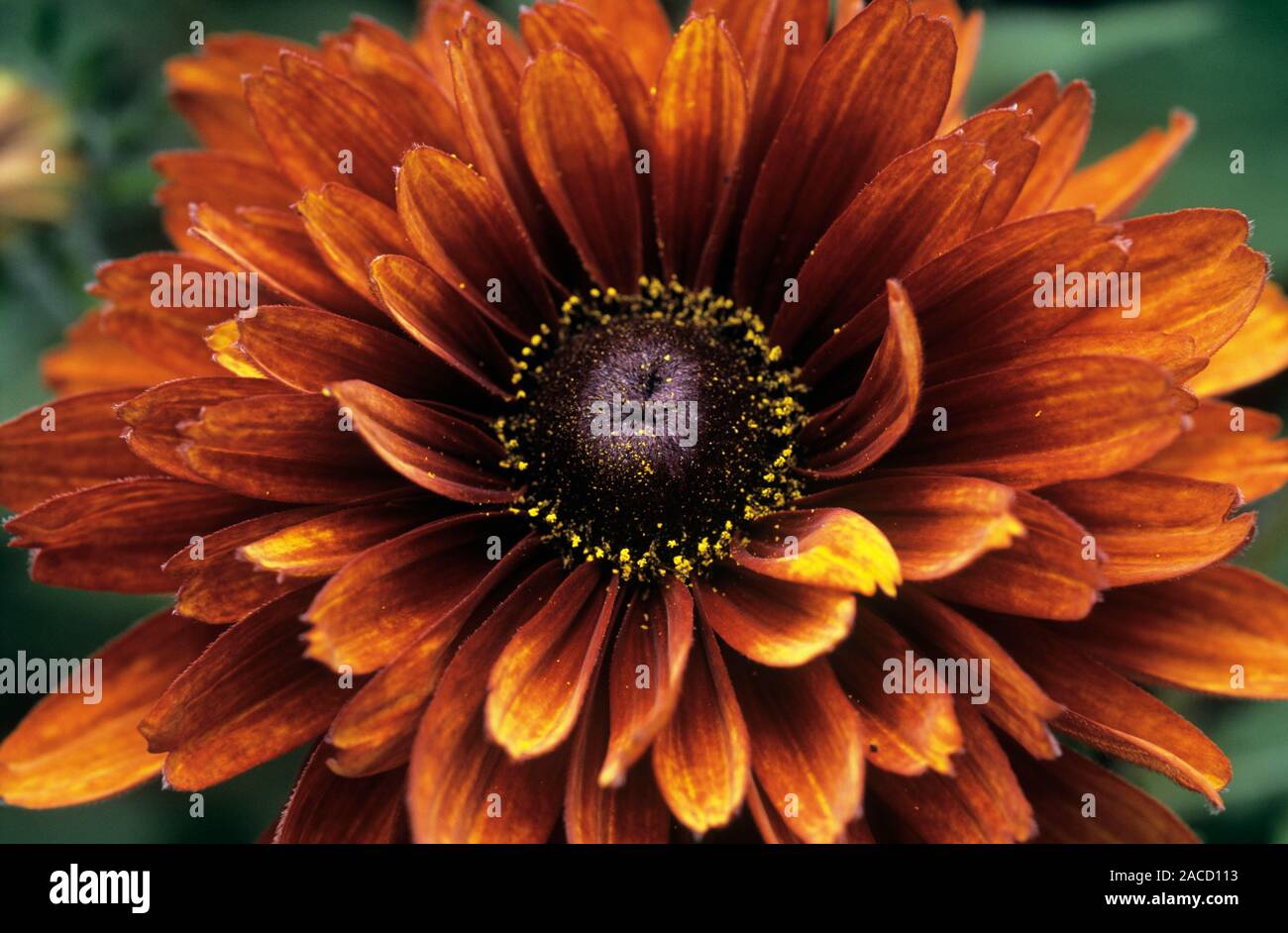 Black-eyed susan (Rudbeckia hirta 'Cherokee Sunset' Stock Photo - Alamy