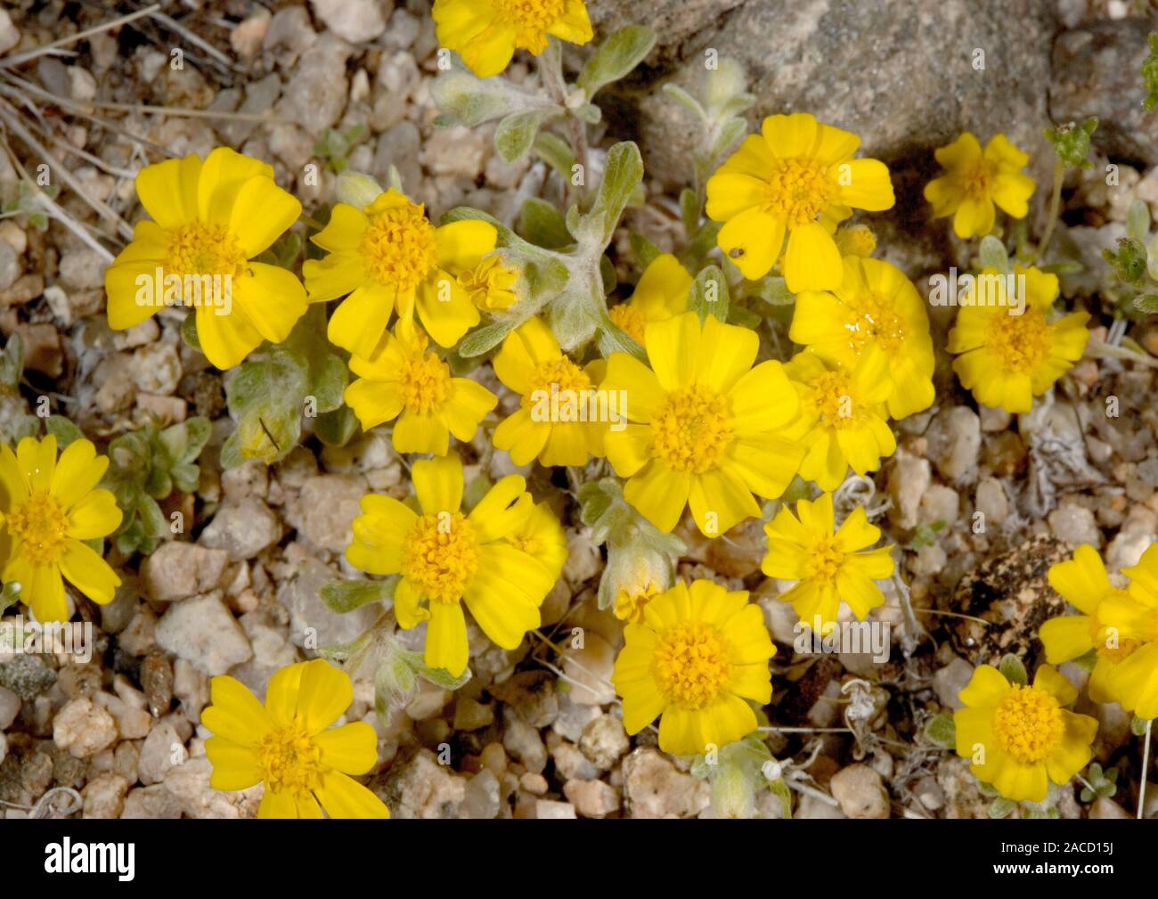 Woolly daisy flowers (Eriophyllum wallacei). Photographed in the USA ...