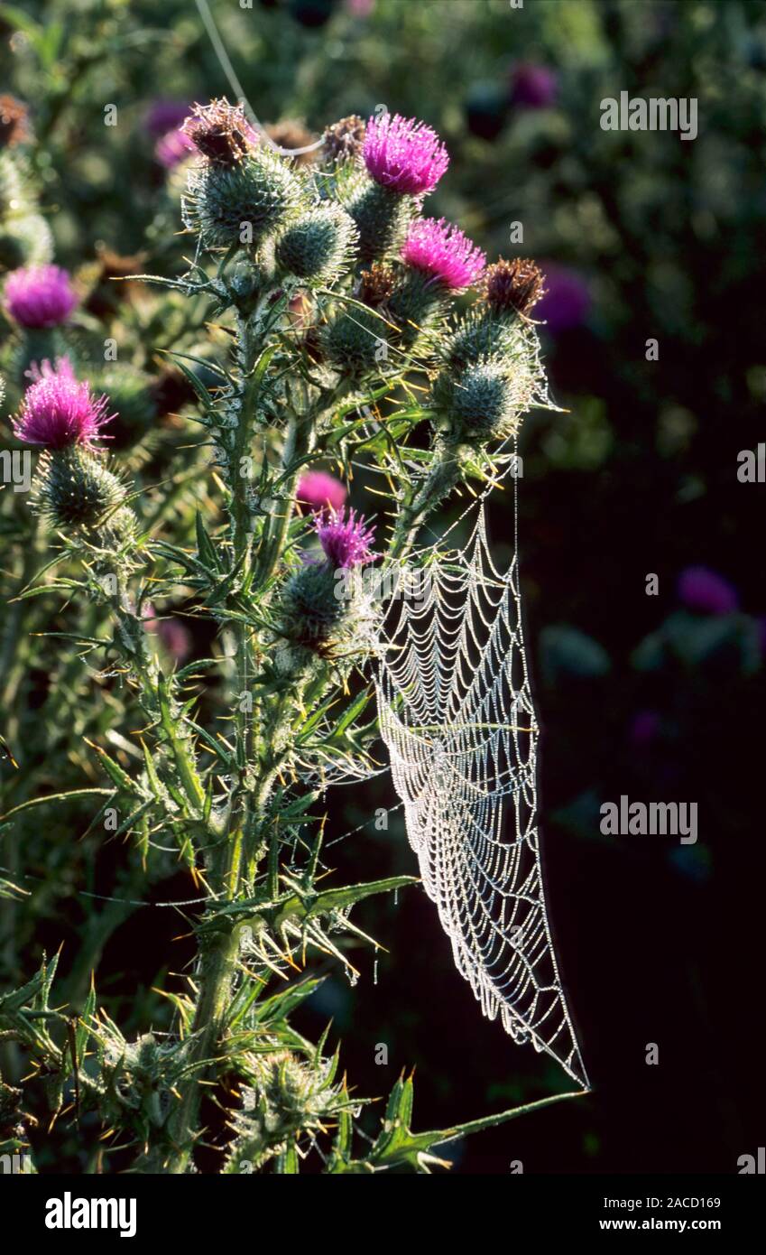 Spear thistle flowers (Cirsium vulgare) and spider's web Stock Photo ...