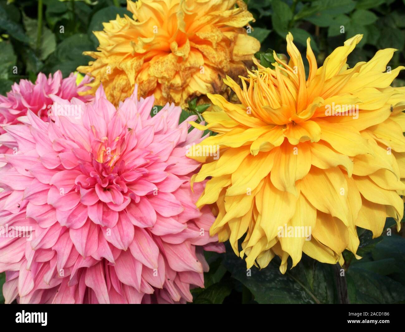 Dahlia flowers (Dahlia 'Hamari Girl' pink) and 'Hamari Gold' Stock ...