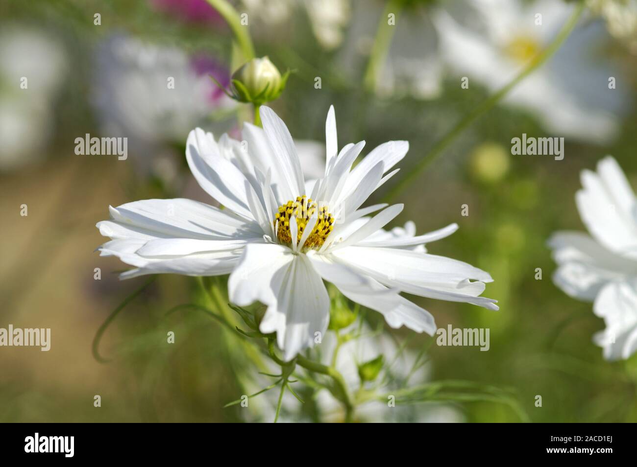 Common cosmos flower (Cosmos bipinnatus 'Double Click' Stock Photo - Alamy