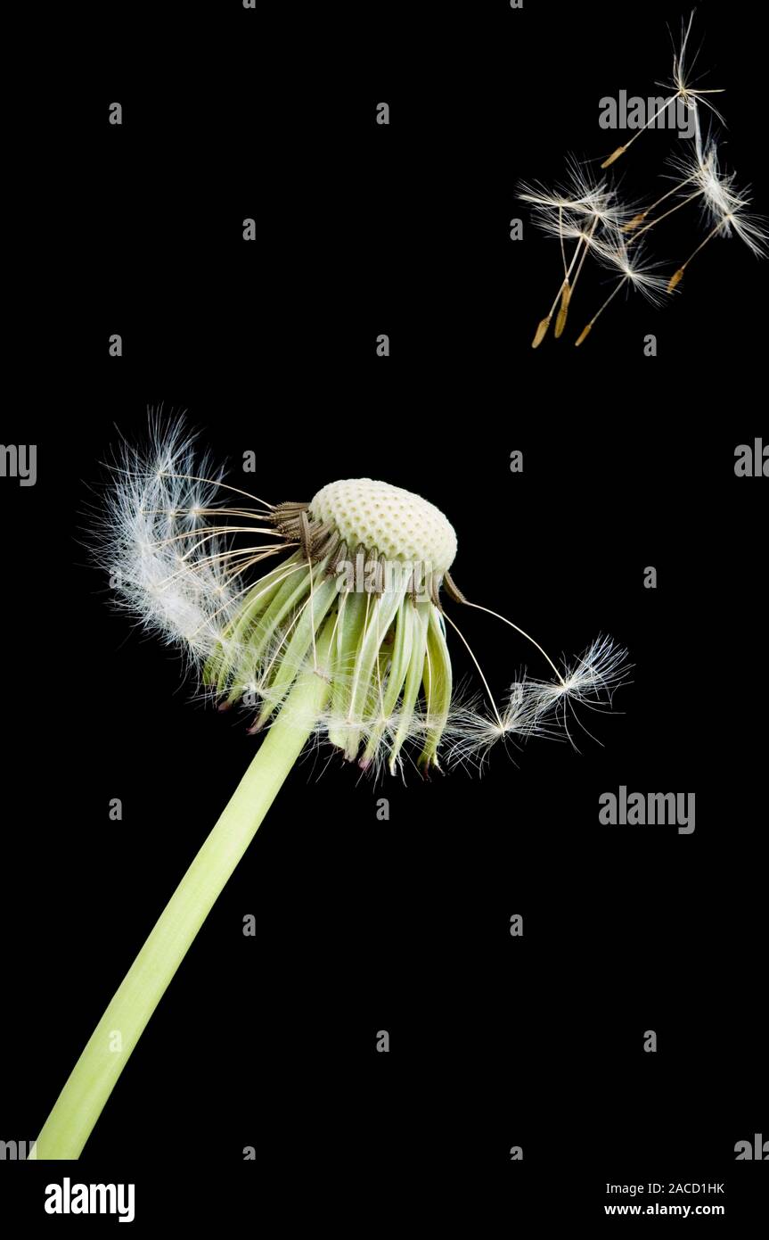 Dandelion seed dispersal (Taraxacum sp.). Seeds from a dandelion seed ...