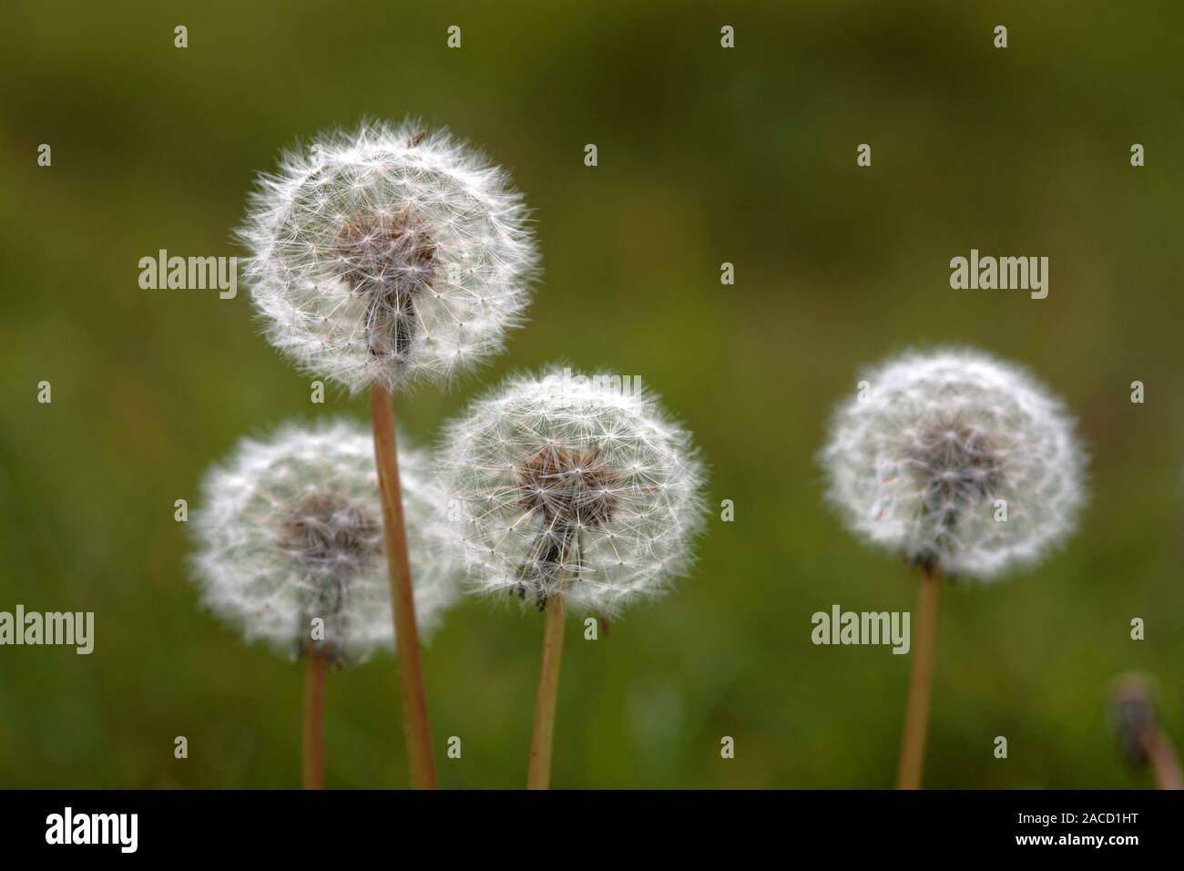Dandelion seed heads (Taraxacum officinale). Each seed is topped by a ...