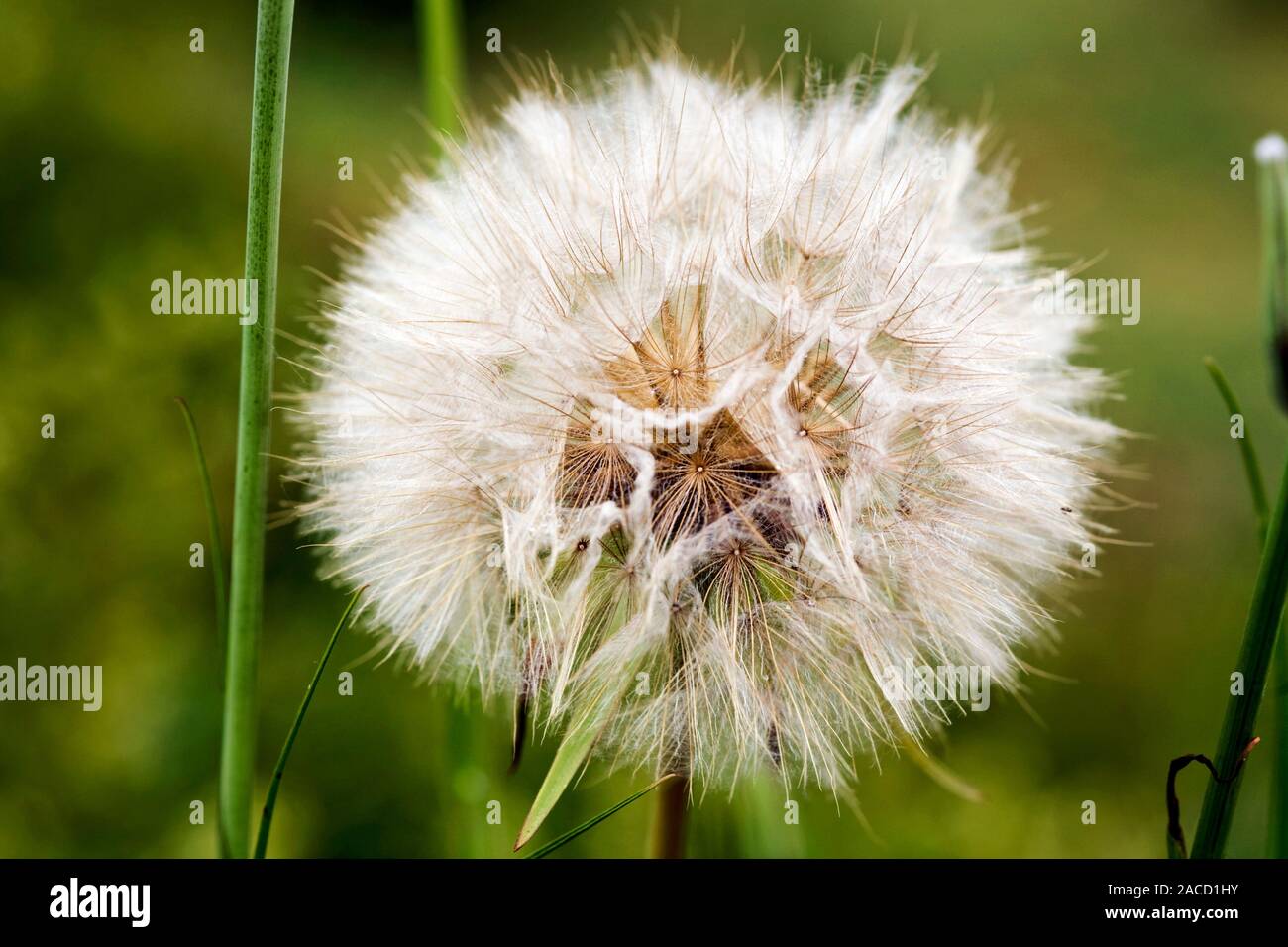 Goat's beard seed head (Tragopogon pratensis). Each seed is topped by a ...