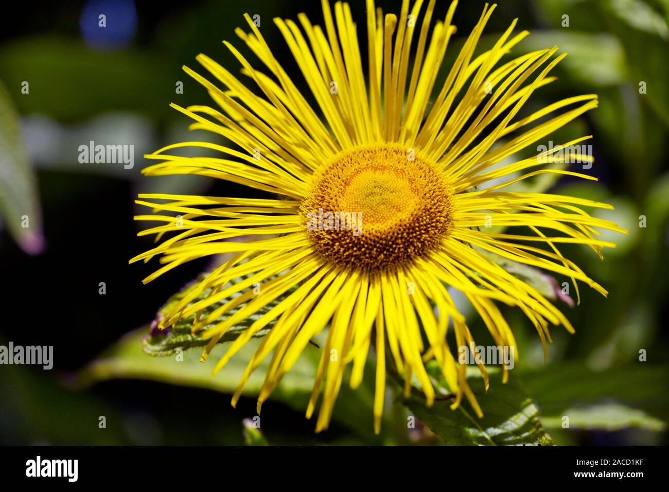 Inula flower (Inula hookeri). This plant is native to the Himalayas ...