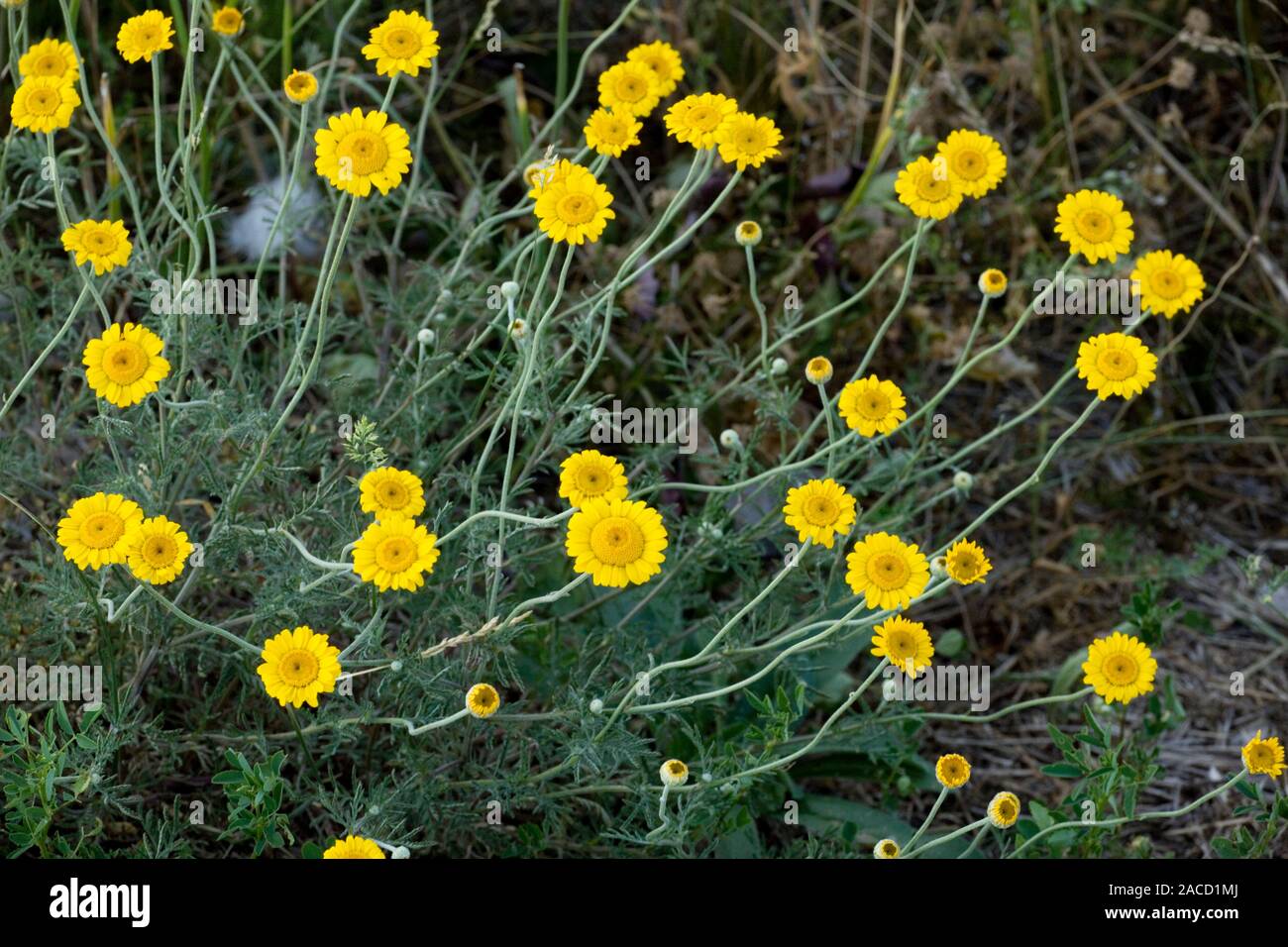 Yellow chamomile (Anthemis tinctoria). Photographed in July, in Sweden ...
