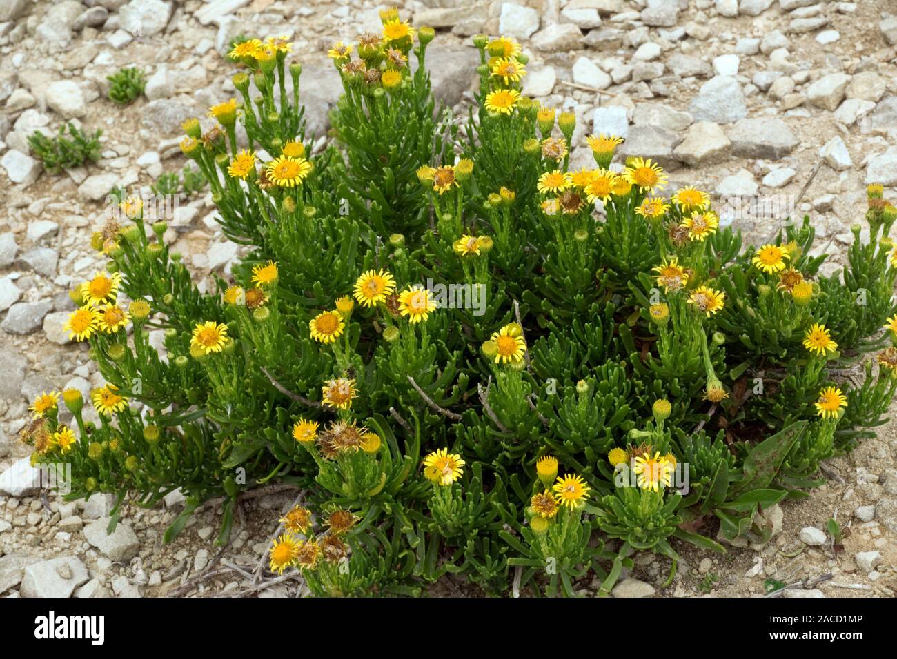 Golden-samphire flowers (Inula crithmoides) on limestone. Photographed ...