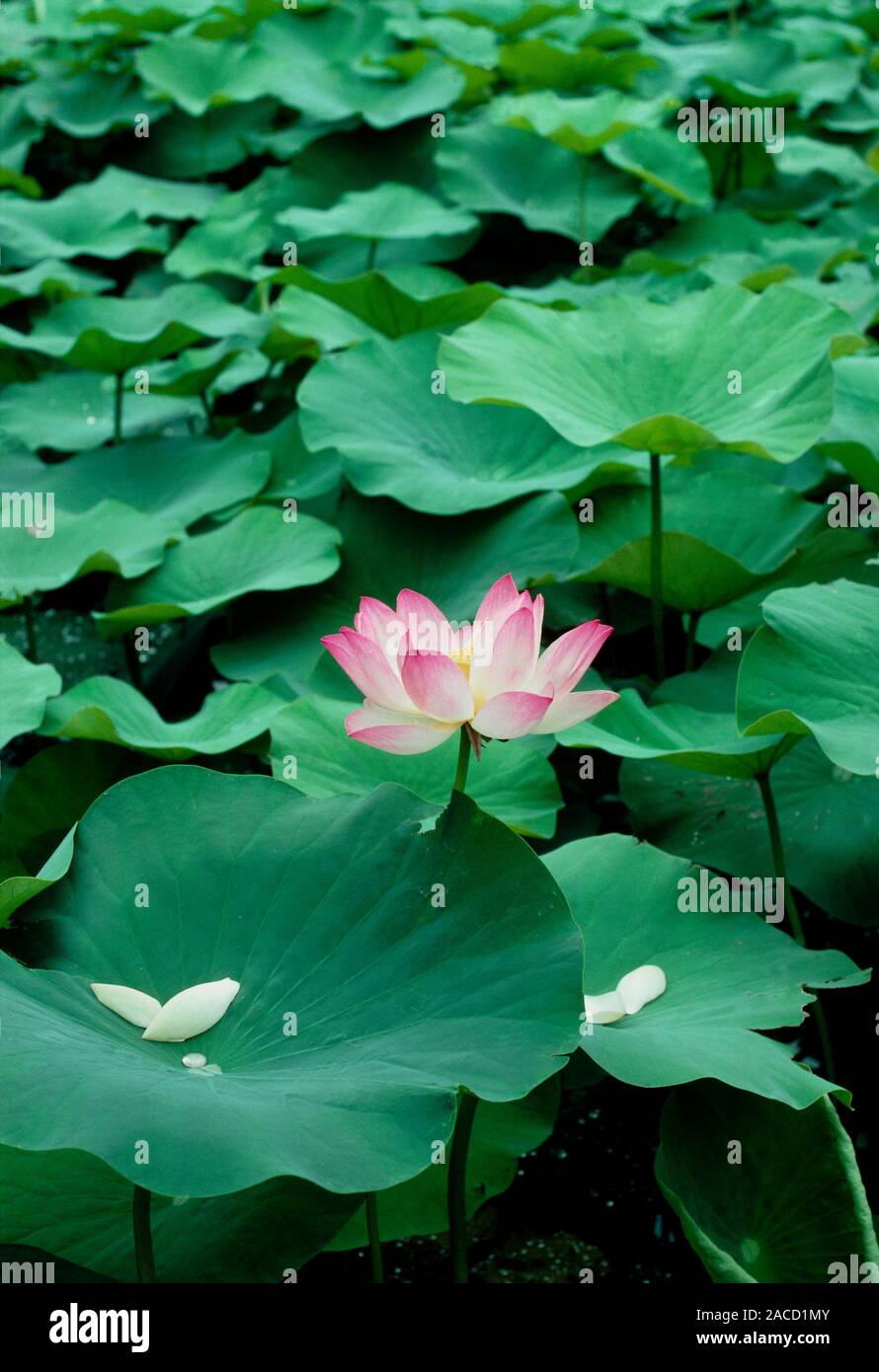 The sacred lotus, Nelumbo nucifera. This is a member of the waterlily ...
