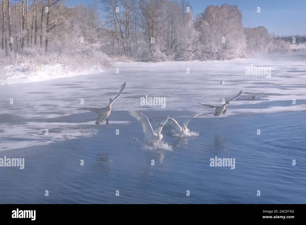 Picturesque landscape with swans that descend into the water waving ...