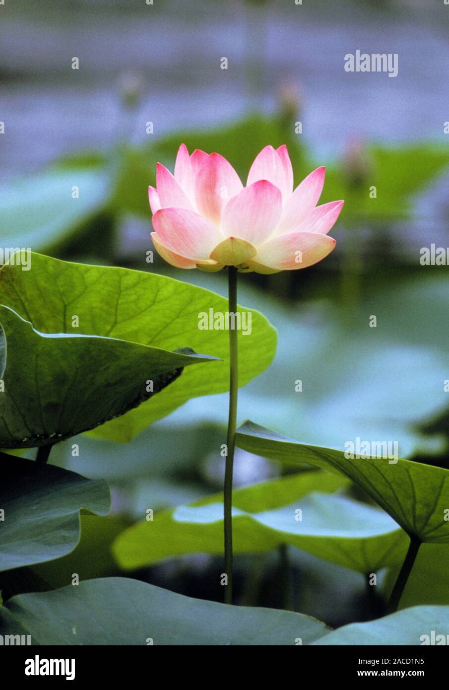 Flower of the sacred lotus, Nelumbo nucifera. This is a member of the ...