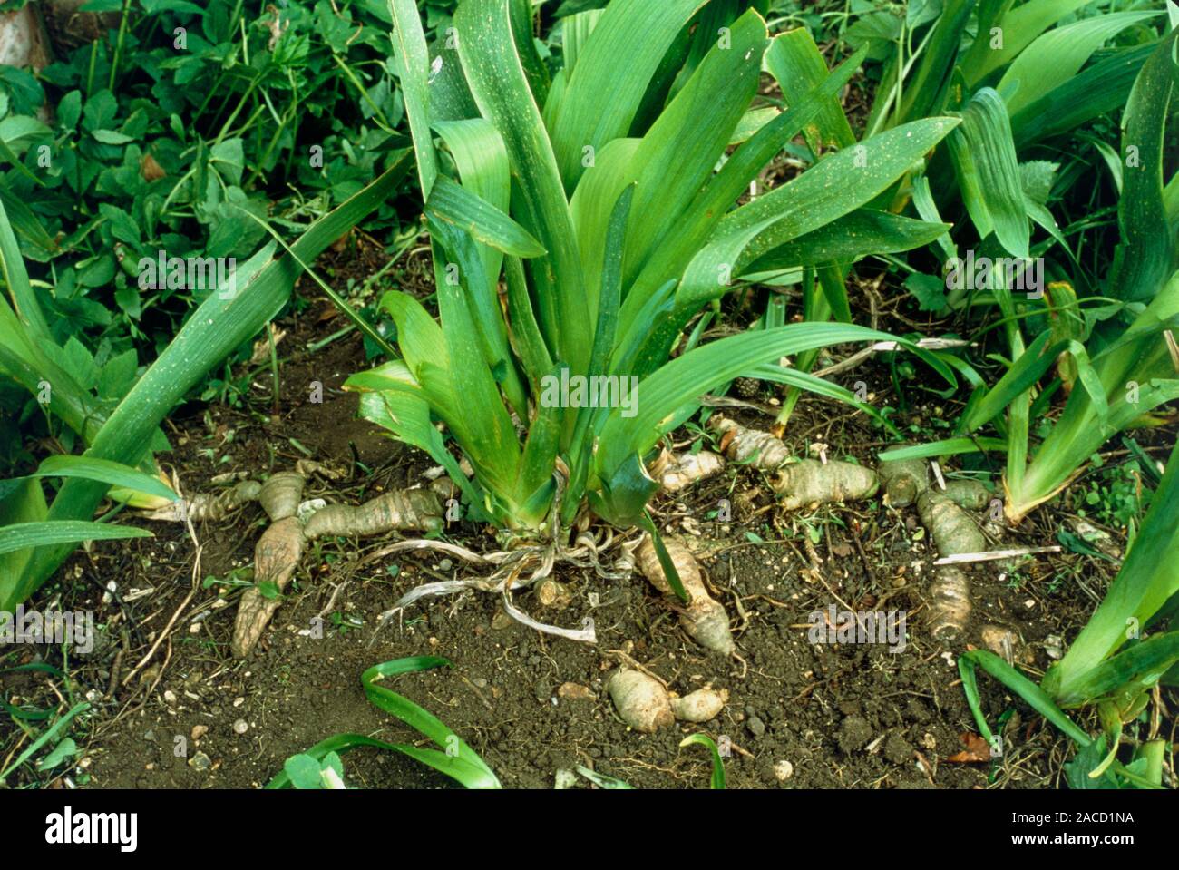 Iris. View of iris plants showing rhizomes and leaves. Iris is the ...