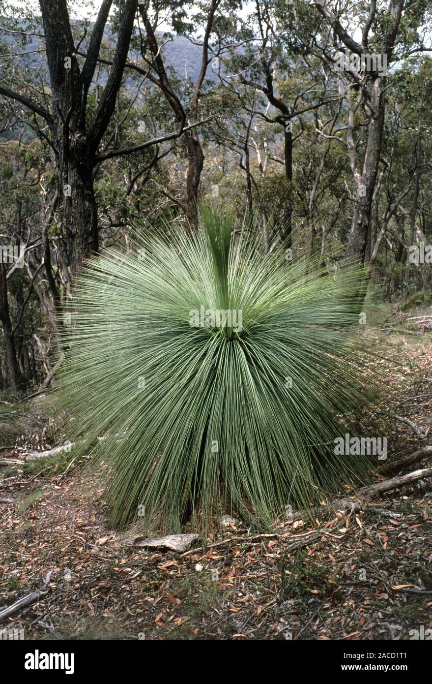 Australian grass tree. Grass tree, Xanthorrhoea australis, in a forest ...