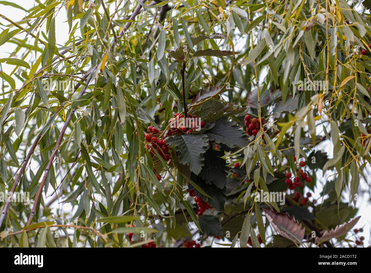 Rowan red-orange berries with willow leaves Stock Photo - Alamy