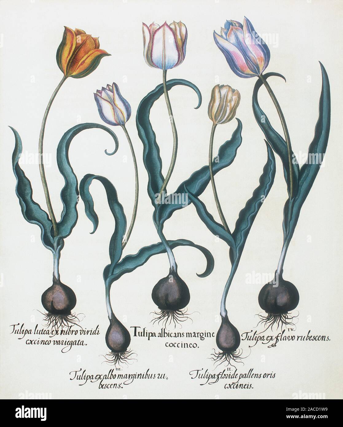 Tulips. Historical artwork of five tulips (Tulipa sp.). From Hortus ...