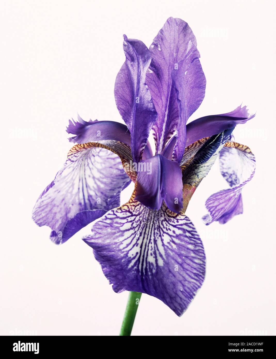 Siberian iris flower (Iris sibirica). The bright colours attract ...