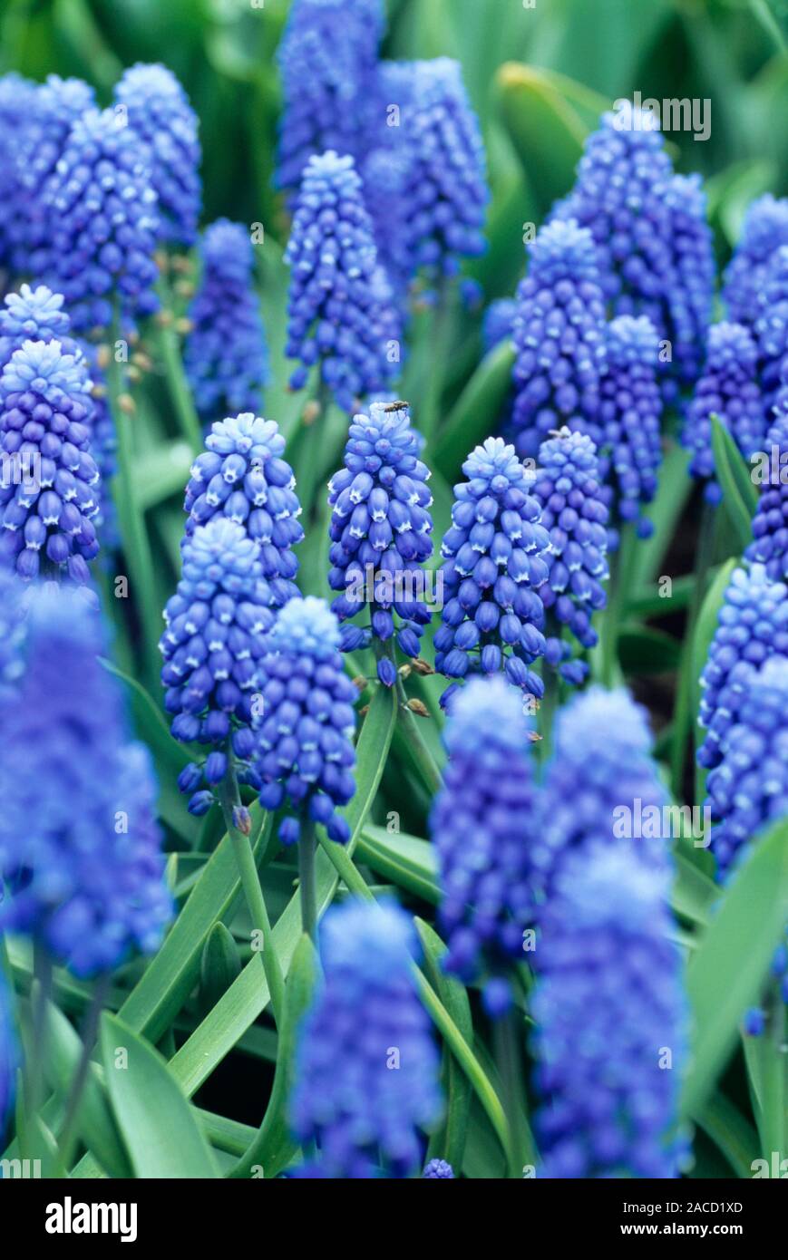 Grape hyacinth flowers. Close-up of the flowers of the Superstar variety of the grape hyacinth ...